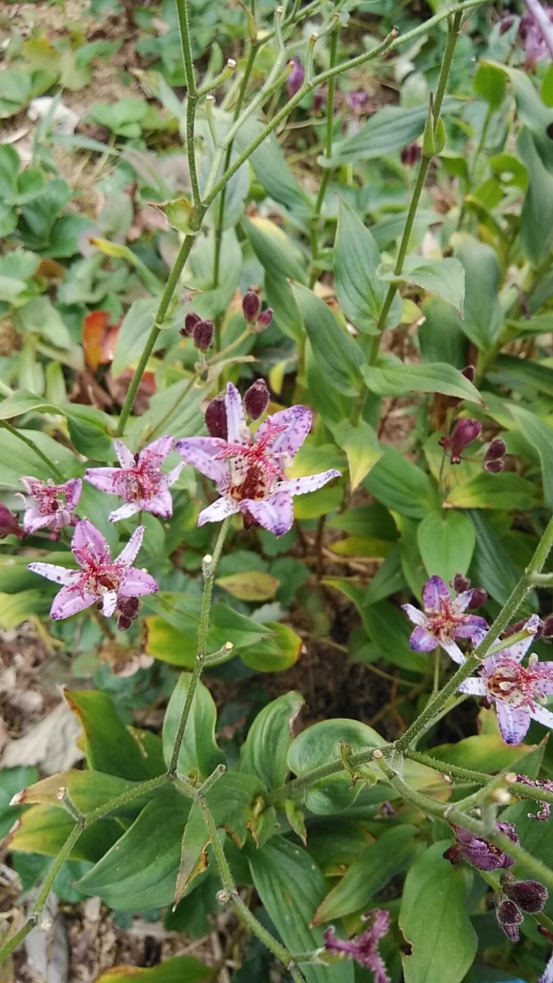 jのページ | YAMAP / ヤマップ