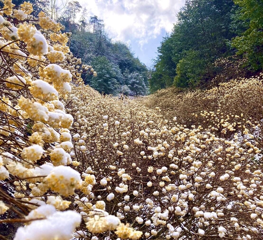 妙見山麓🌼ミツマタ群生 / sayo_hseさんの能勢妙見山・歌垣山・天台山の活動データ | YAMAP / ヤマップ
