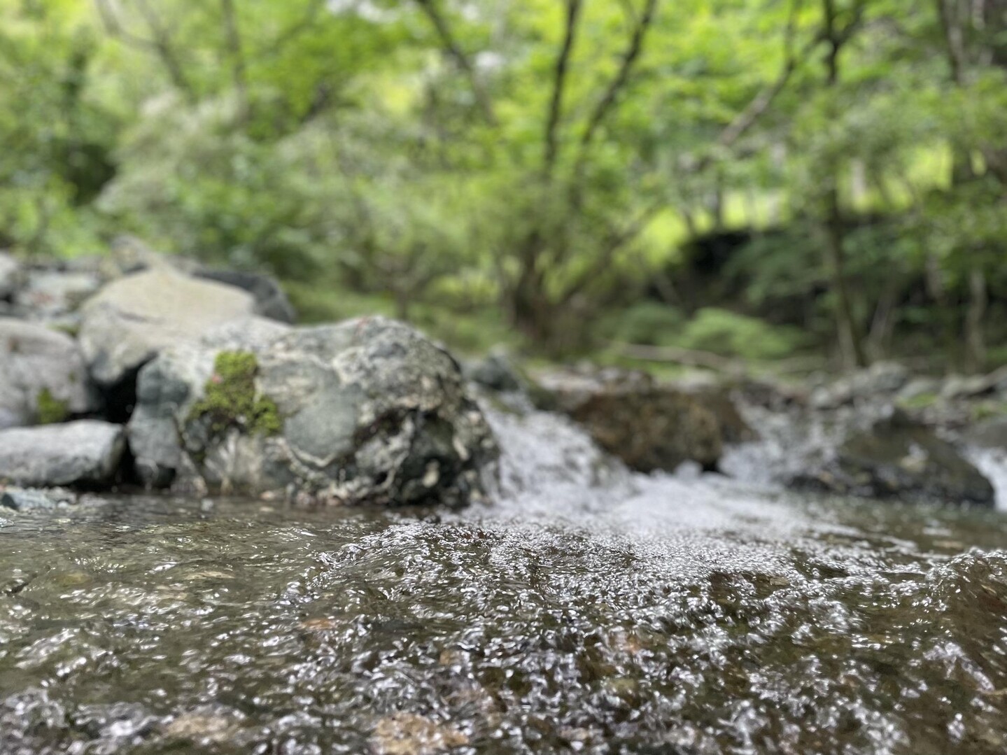 楽あれば苦あり / iso.さんの塔ノ岳・丹沢山・蛭ヶ岳の活動データ | YAMAP / ヤマップ