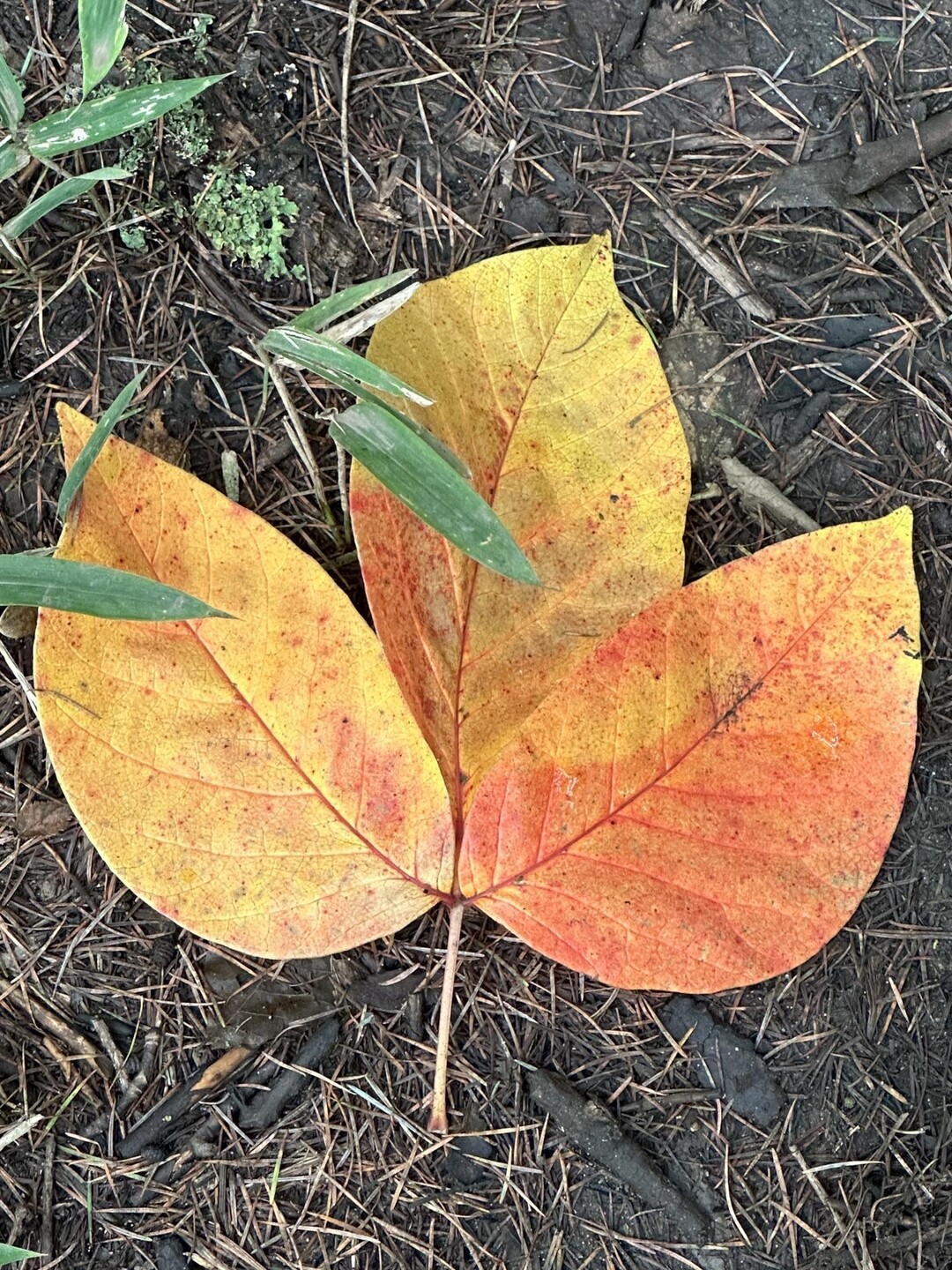大菩薩嶺・親不知ノ頭 / matsuさんの大菩薩嶺・鶏冠山・大マテイ山の活動データ | YAMAP / ヤマップ