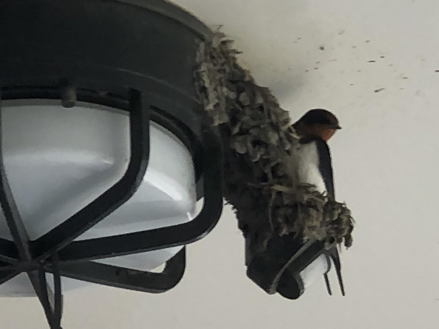 今年のツバメ その7（再開） 残念ながら... / osamさんのモーメント | YAMAP / ヤマップ