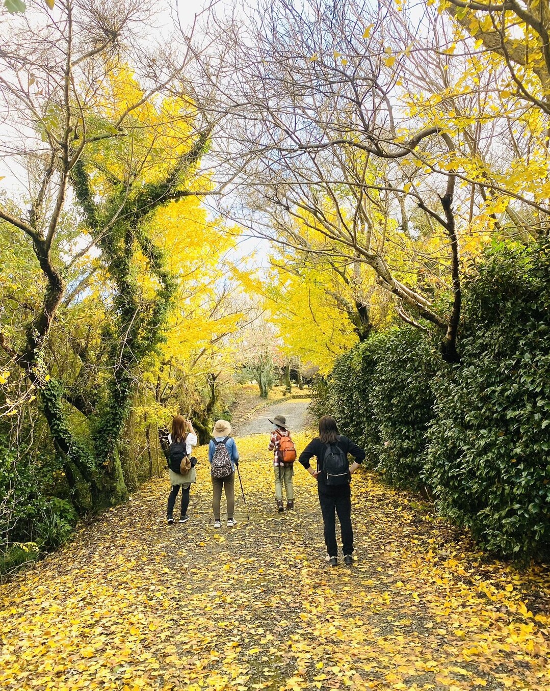 2022.11.21 黄色や赤色の紅葉絨... / KAORINさんのモーメント | YAMAP / ヤマップ