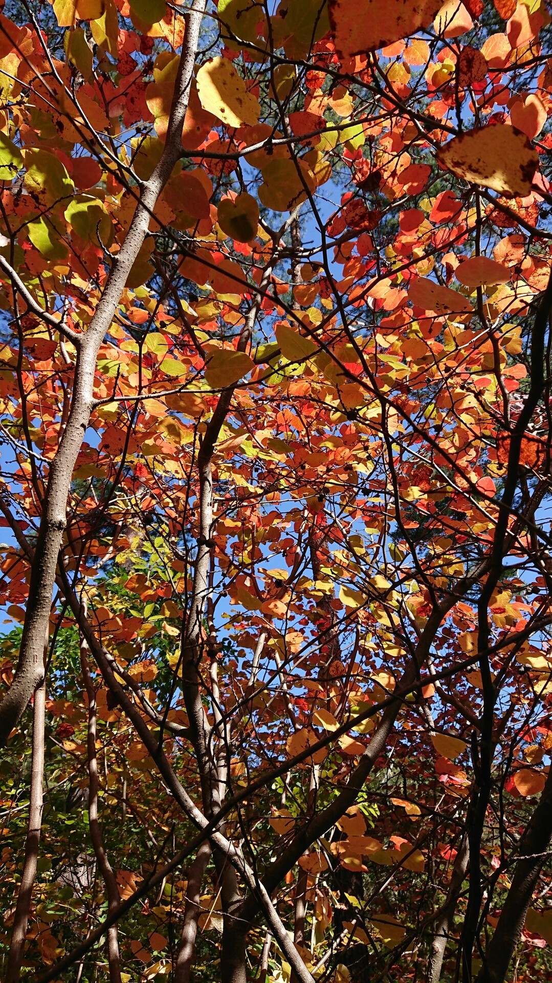 広島県 大野権現山 / Kyo_omiさんの三倉岳・瓦小屋山の活動データ | YAMAP / ヤマップ