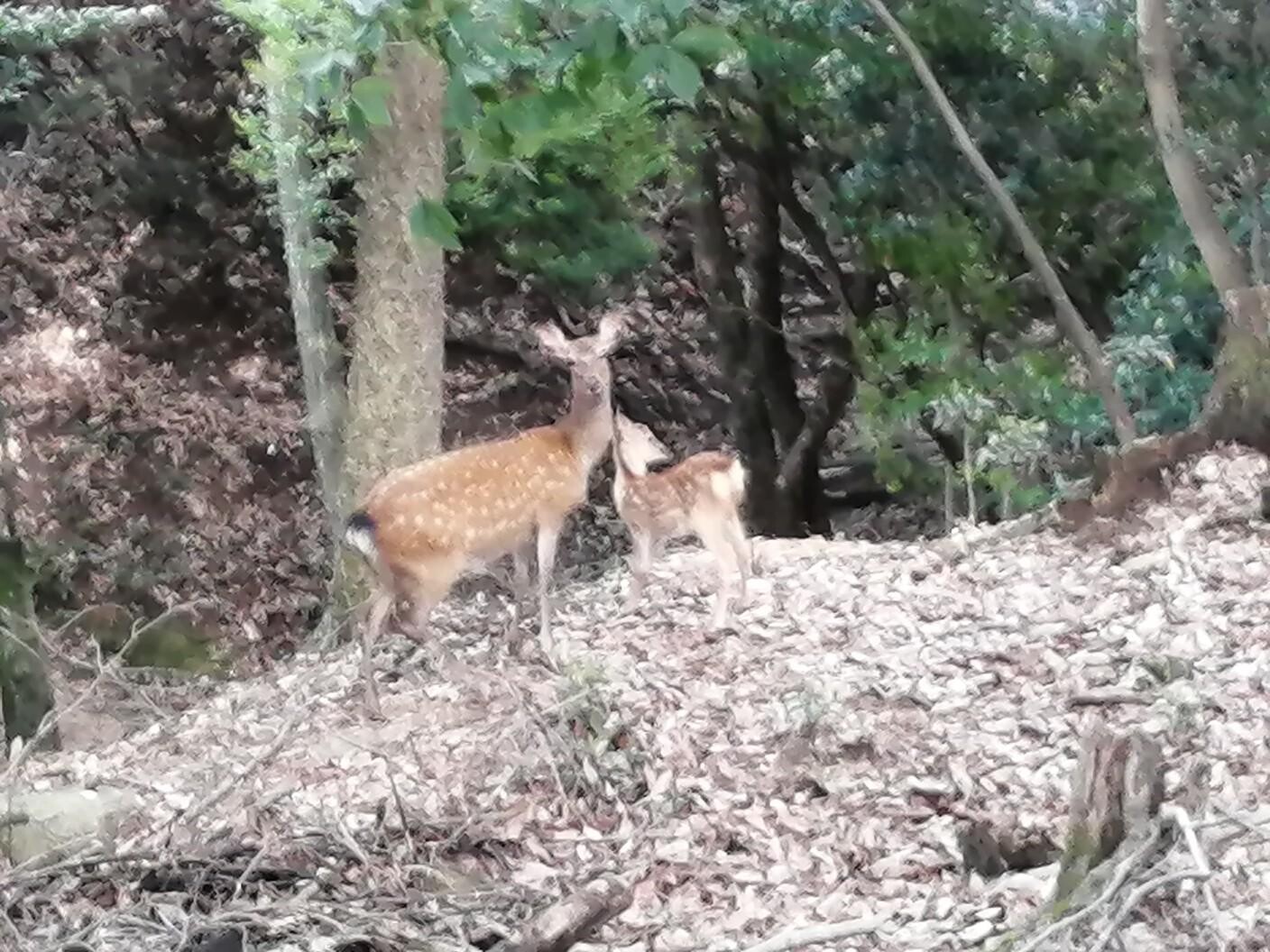 もののけ棲まう高松城跡🏯 寺山・高松山 / Mini Houseさんの福王寺山の活動データ | YAMAP / ヤマップ