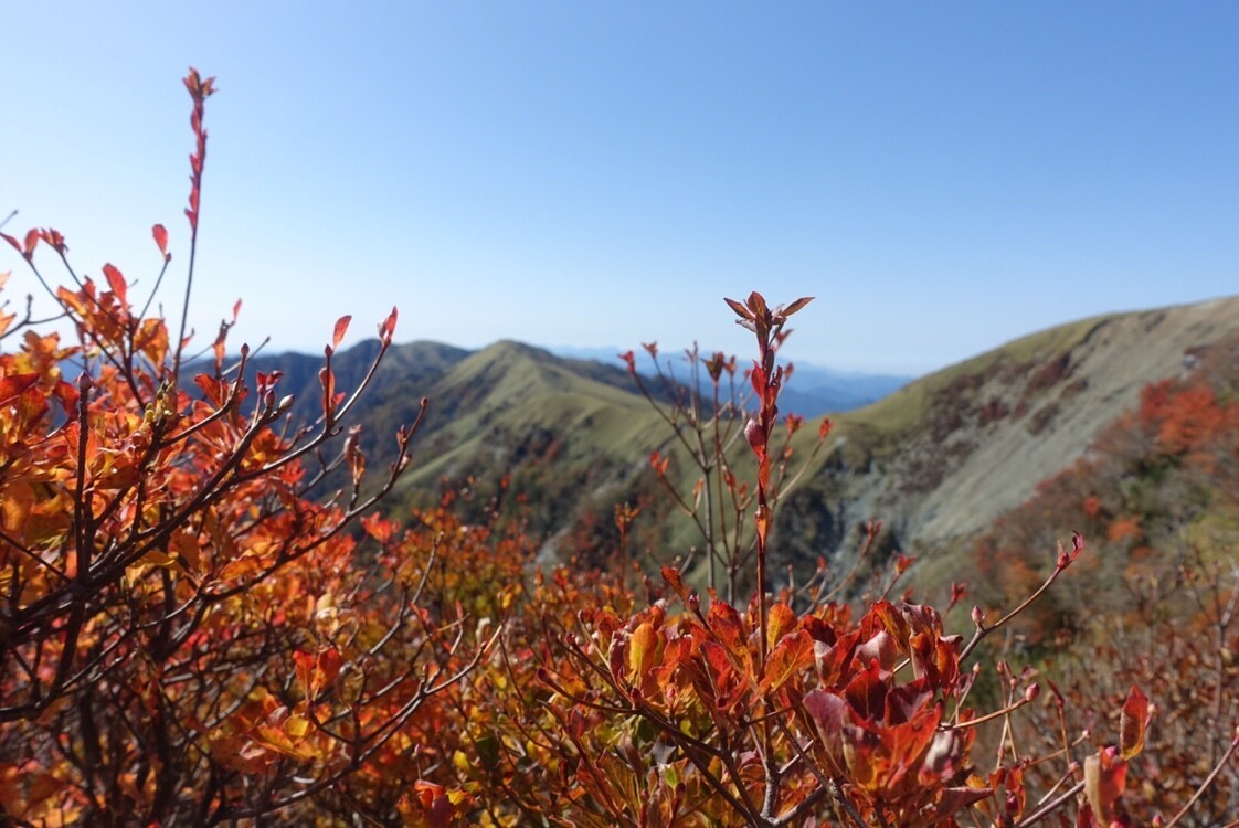 October hike vol.ⅴ 三嶺周回 / huyunekoさんの三嶺・天狗塚・石立山の活動データ | YAMAP / ヤマップ