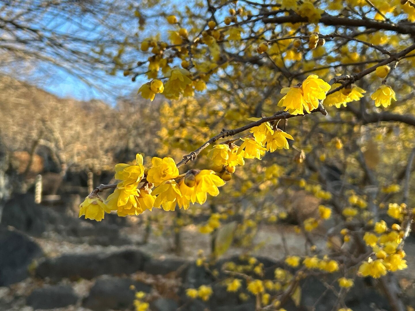 筑波山 / eikoさんの筑波山の活動データ | YAMAP / ヤマップ