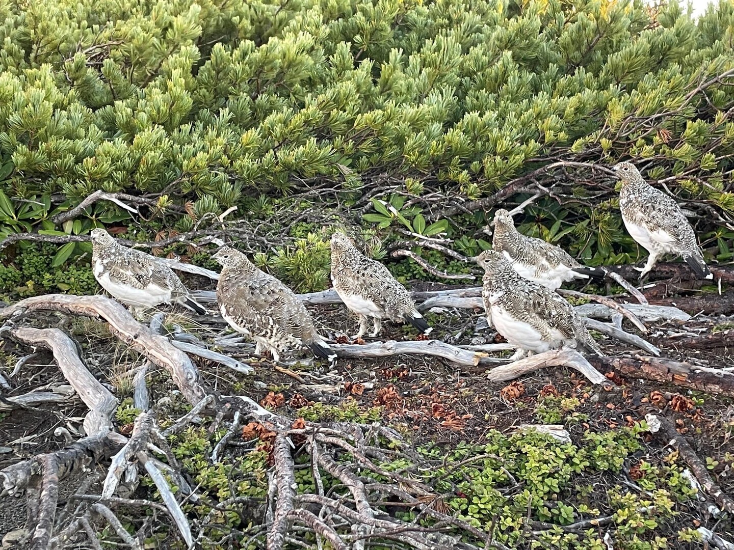 初モーメント。嬉しい遭遇。稜線の風が凄い... / Yossyさんのモーメント | YAMAP / ヤマップ