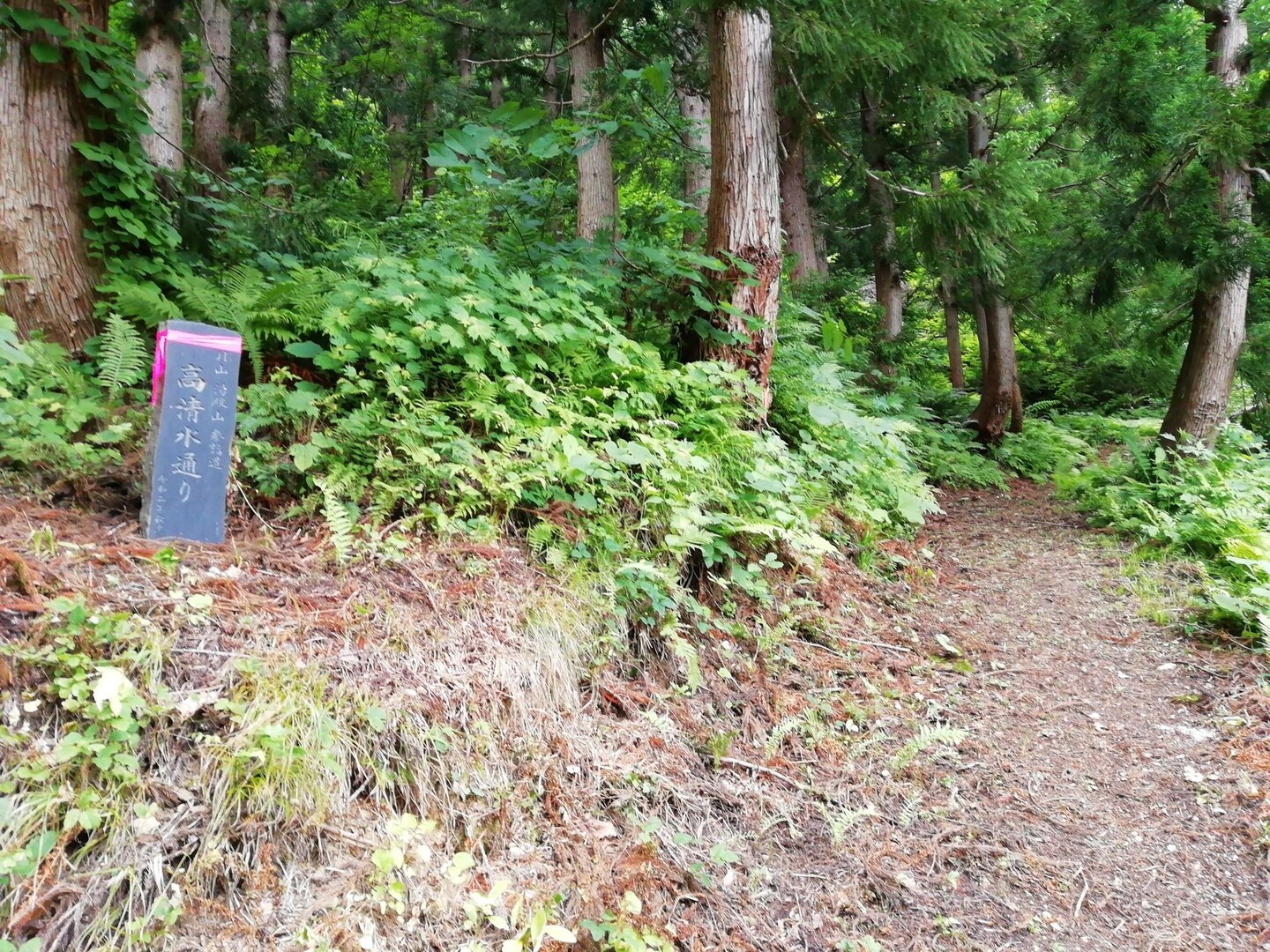 高清水通り三連戦(新たな発見の旅) / 大黒森PJ(旧FCドロンパ)さんの月山の活動データ | YAMAP / ヤマップ