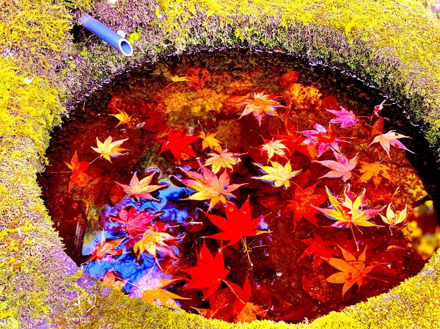 書写山 / na_miさんの書写山・伊勢山・とんがり山の活動データ | YAMAP / ヤマップ