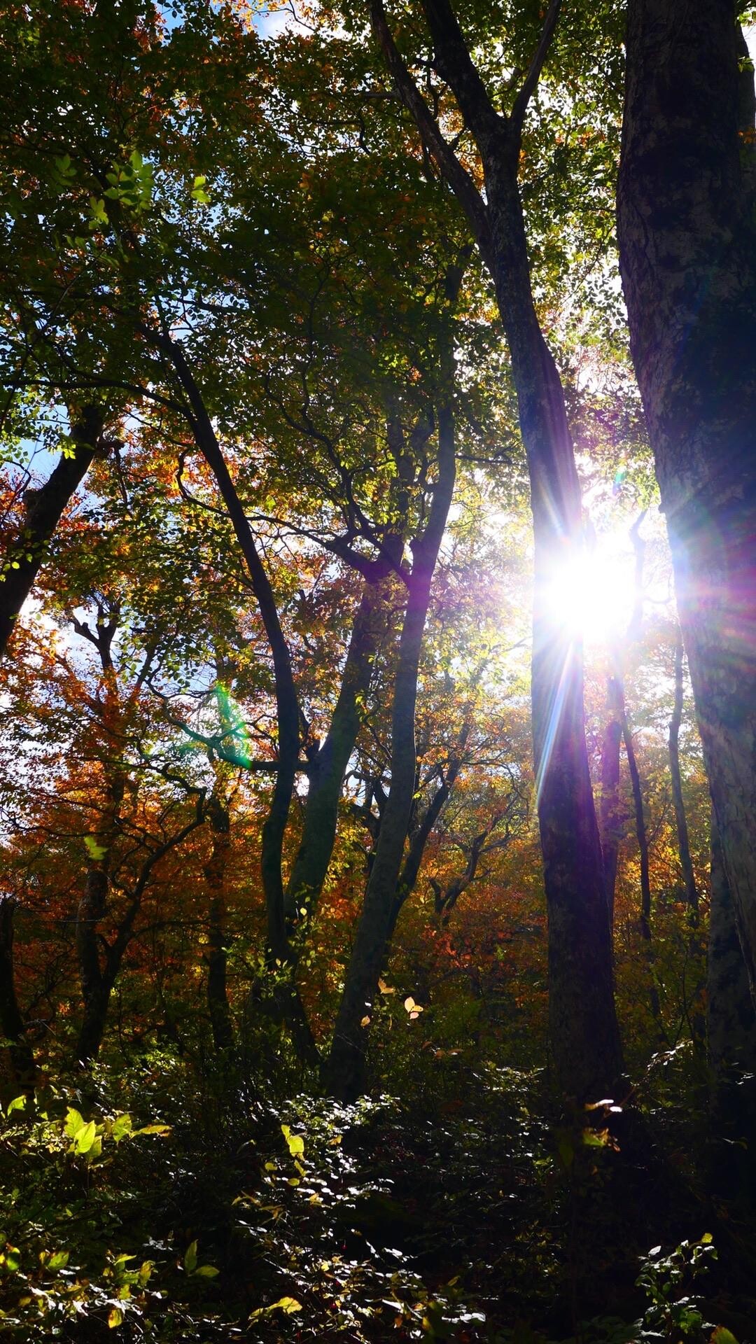 10／26 秋と初冠雪を楽しめた大山 / MayTamaさんのモーメント | YAMAP / ヤマップ