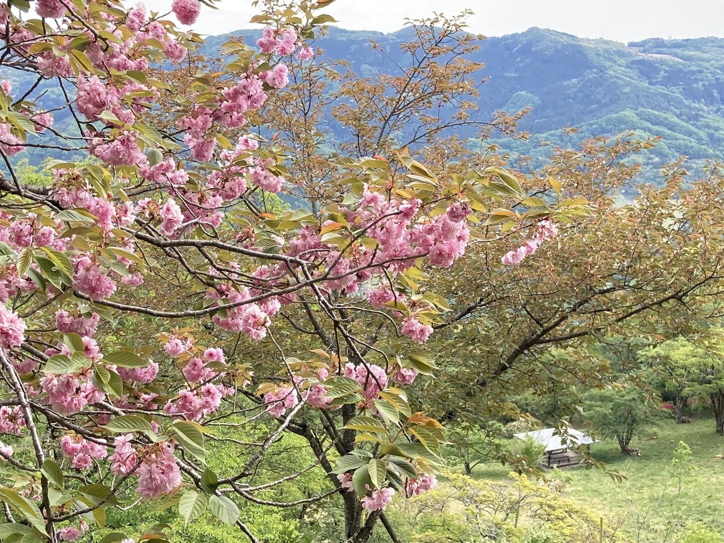 簑山(美の山) / koyunisoさんの簑山の活動データ | YAMAP / ヤマップ