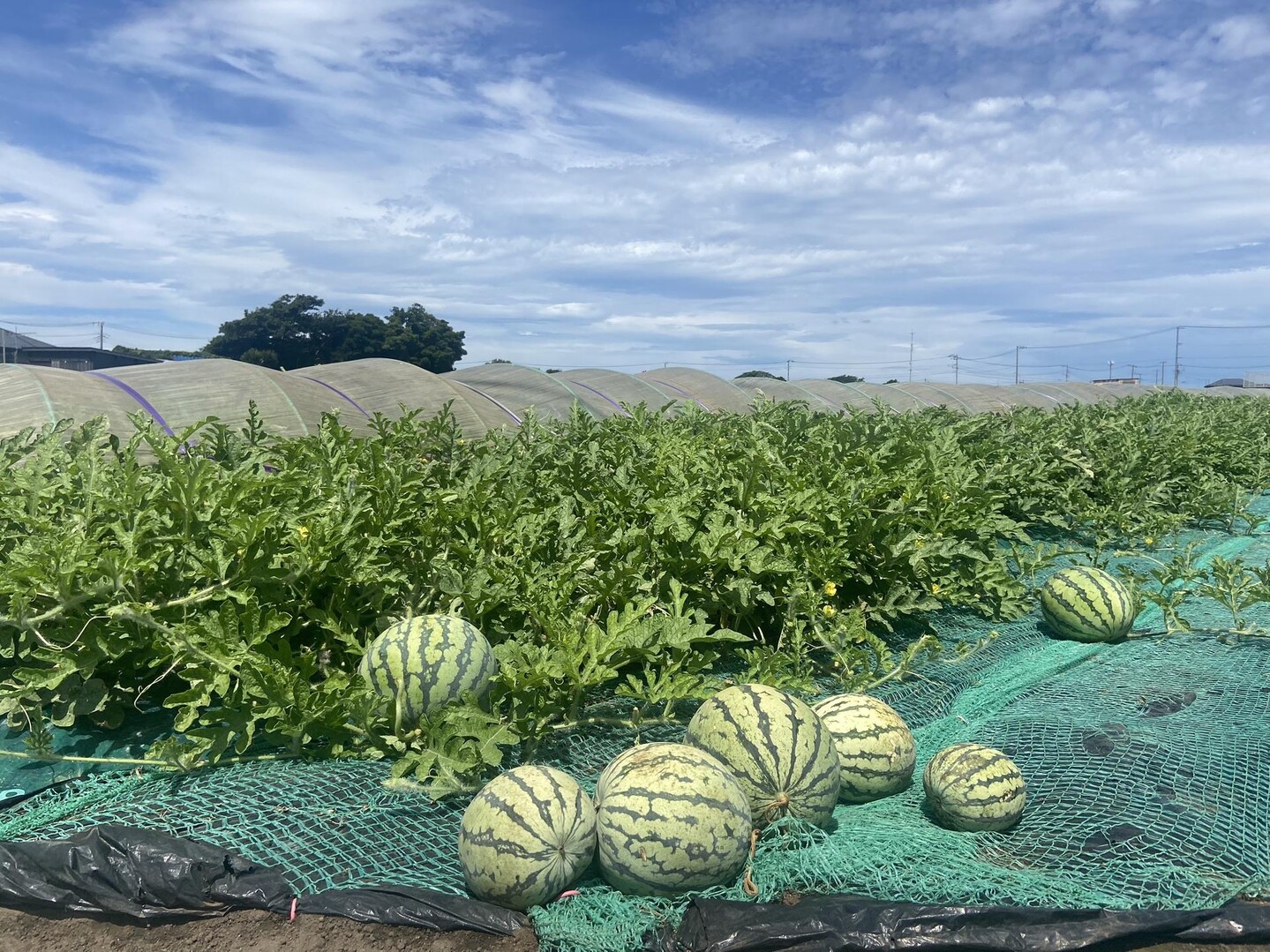 浅間山・観音山 / Akkoさんの三浦市・関東ふれあいの道（三浦・岩礁のみち, 油壺・入江のみち, 荒崎・潮騒のみち, 小網代の森）の活動データ | YAMAP / ヤマップ