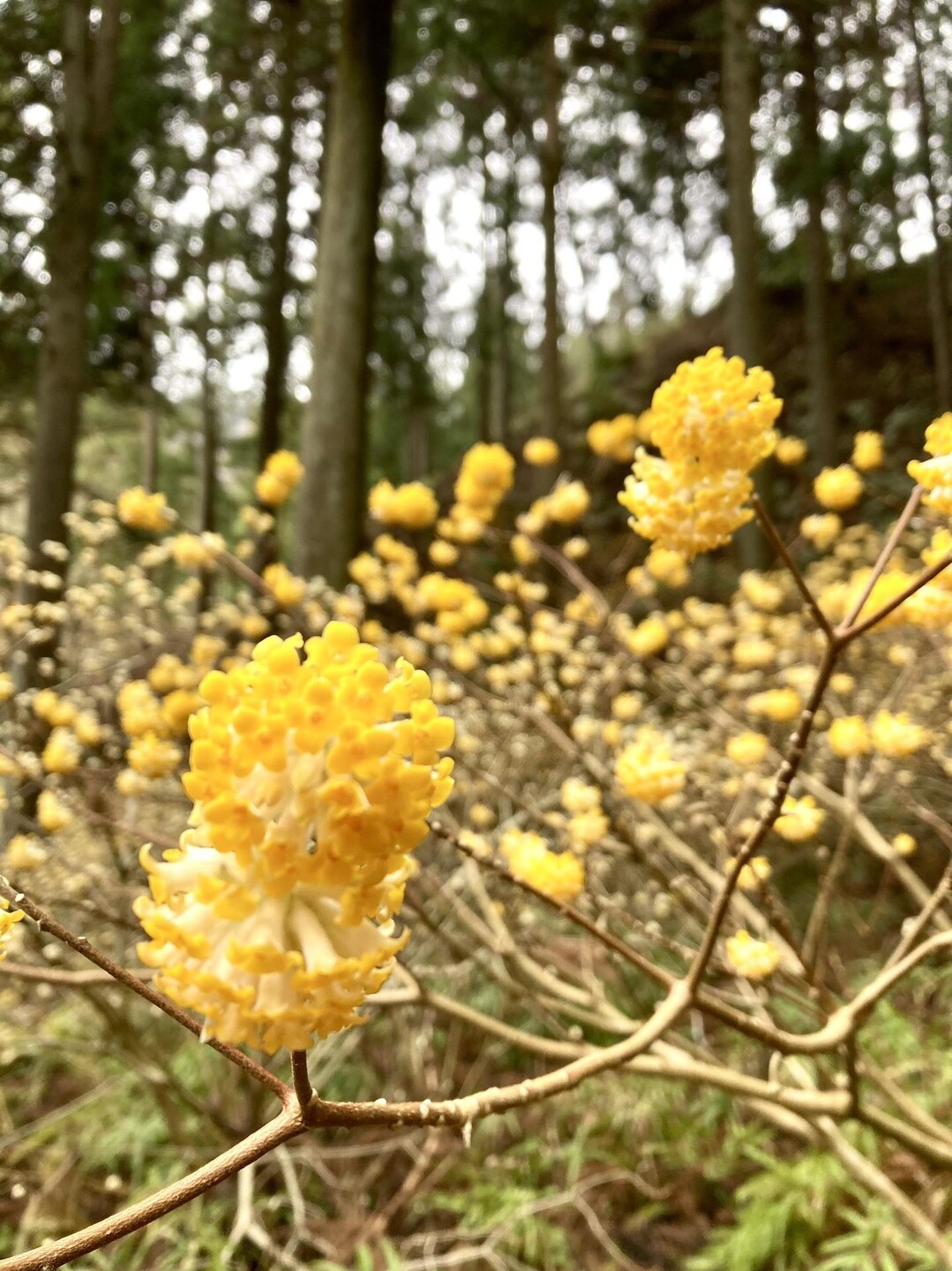 不動尻・ミツマタ大群生地 / Ozanさんの塔ノ岳・丹沢山・蛭ヶ岳の活動データ | YAMAP / ヤマップ