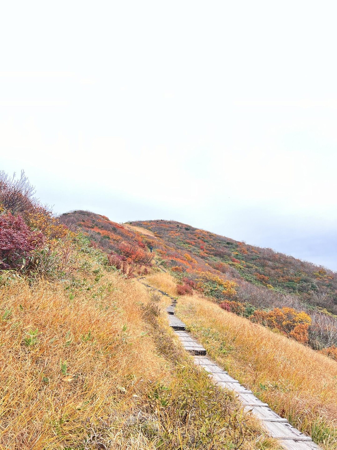 前岳・浅草岳・カヘヨノボッチ / unicoさんの浅草岳・鬼ヶ面山の活動データ | YAMAP / ヤマップ