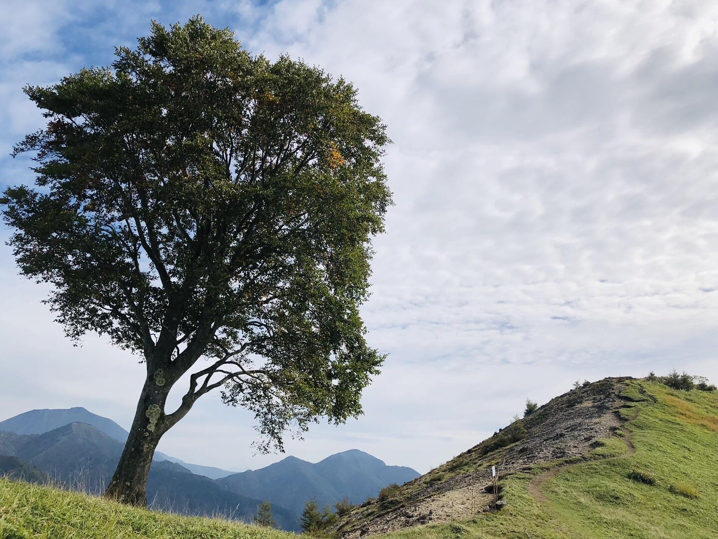 中倉山 「孤高のブナ」 / hi_ro.69さんの社山・半月山の活動データ | YAMAP / ヤマップ