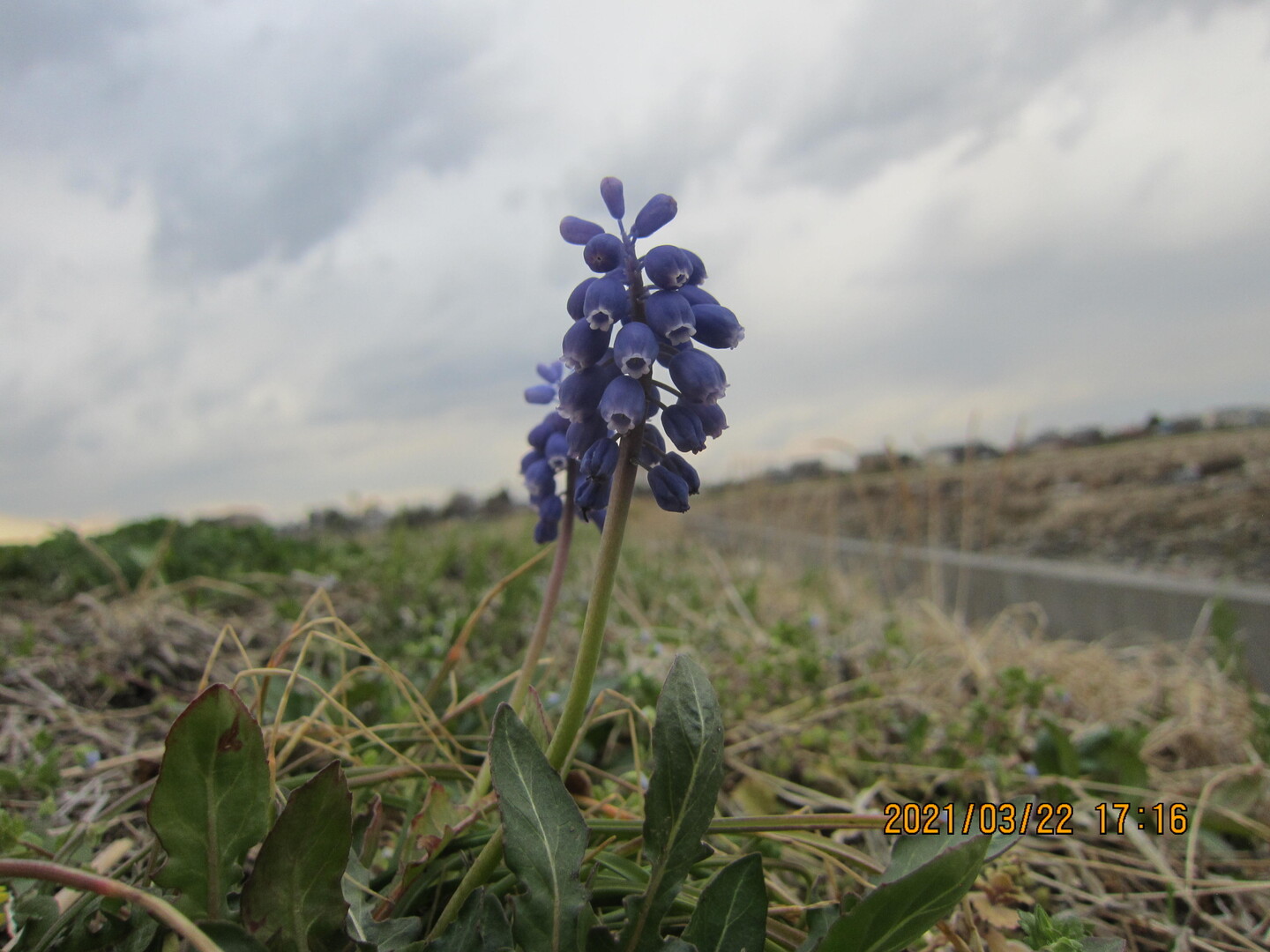 夕方の散歩。ムスカリや菜の花、三分咲き位... / mickey (吉田)さんのモーメント | YAMAP / ヤマップ