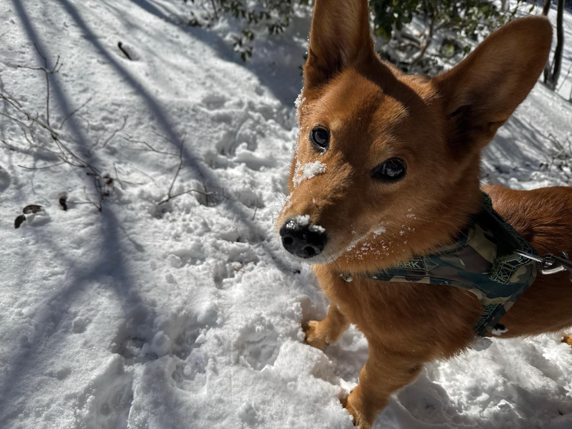 🐕箱館山 / monさんの箱館山の活動データ | YAMAP / ヤマップ