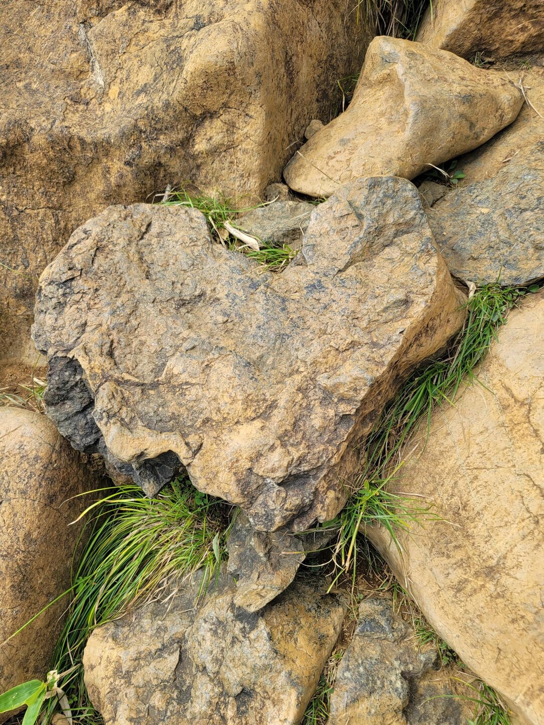 ビジターセンターの方に教えてもらったハー... / ありちゃんさんのモーメント | YAMAP / ヤマップ