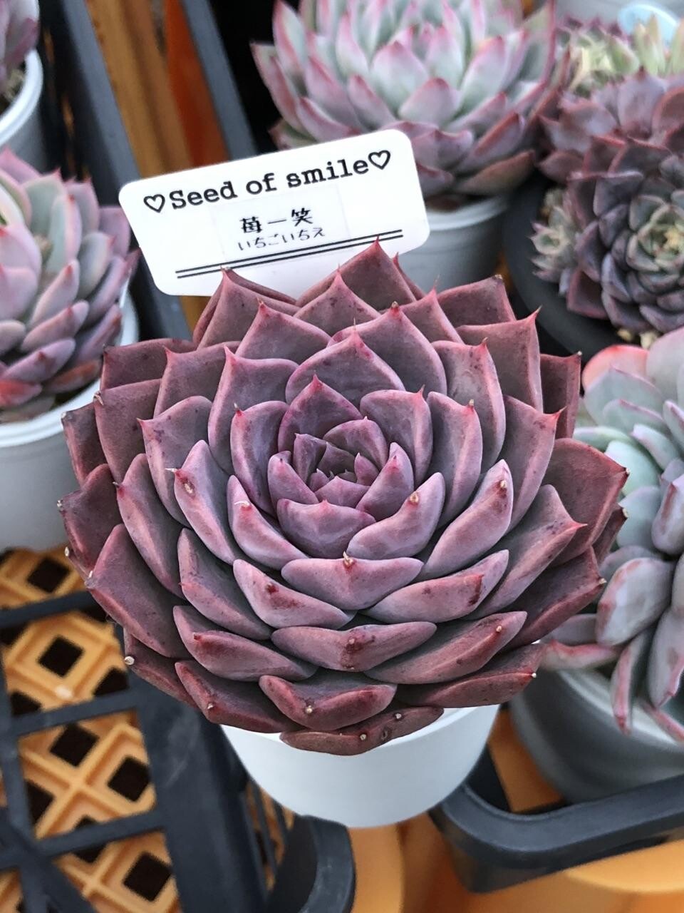 kkoのページ | YAMAP / ヤマップ