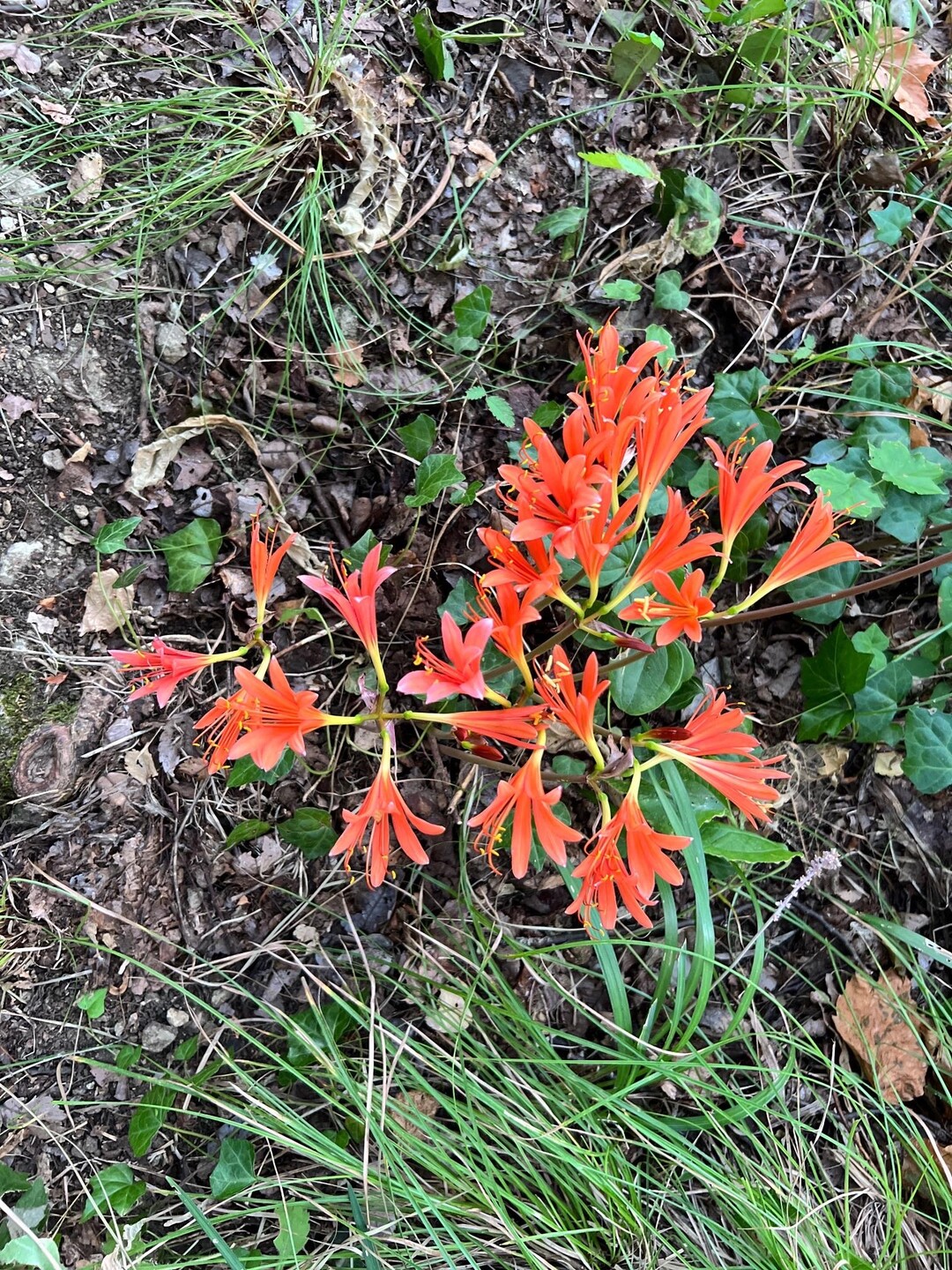 角田山（長者原山） / Simple manさんの角田山の活動データ | YAMAP / ヤマップ