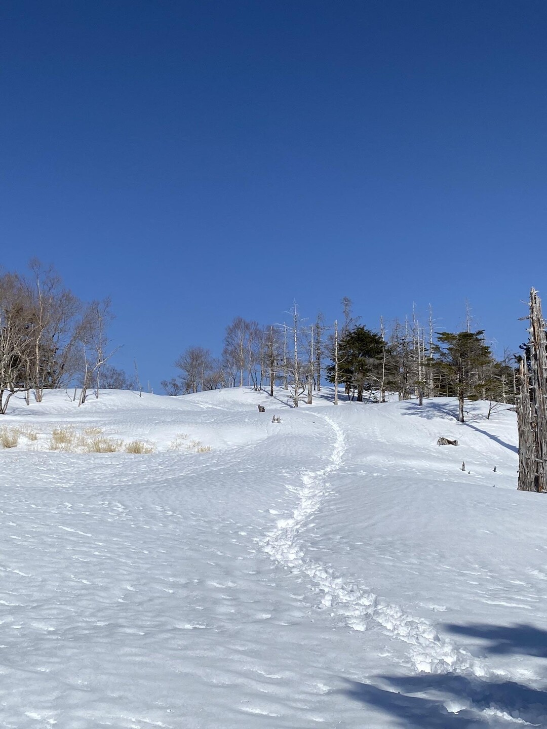 山伏ブルー / ichi-rokuさんの山伏・八紘嶺・笹山の活動データ | YAMAP / ヤマップ