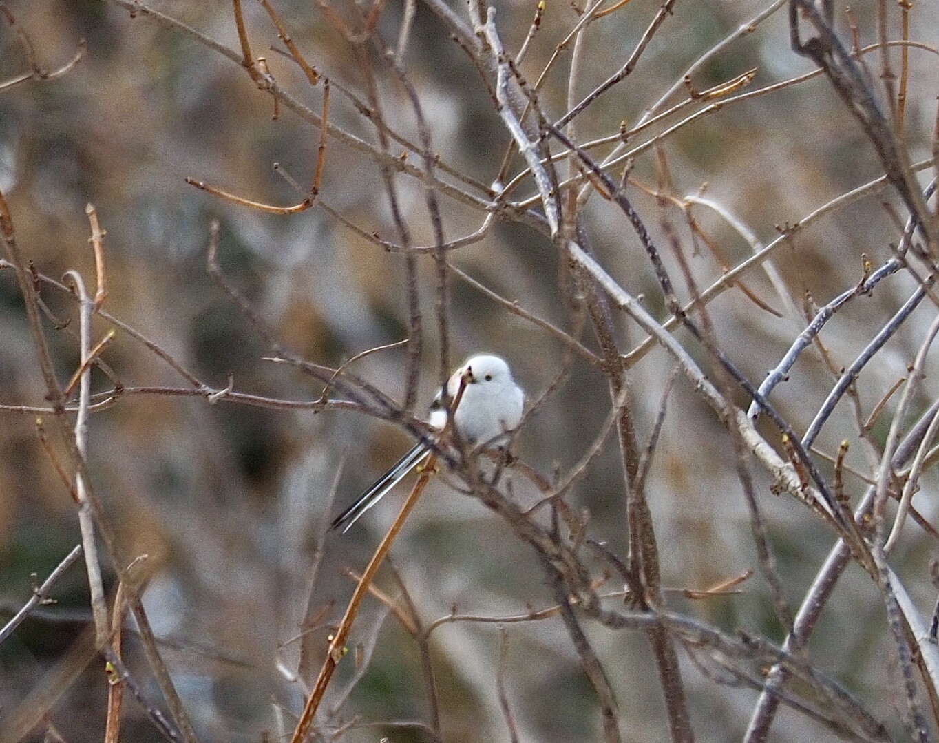 なかなか撮れないね。 また枝被りだ。ピン... / doaraさんのモーメント | YAMAP / ヤマップ