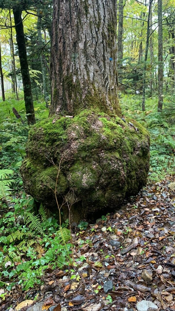 NOSUKEのページ | YAMAP / ヤマップ