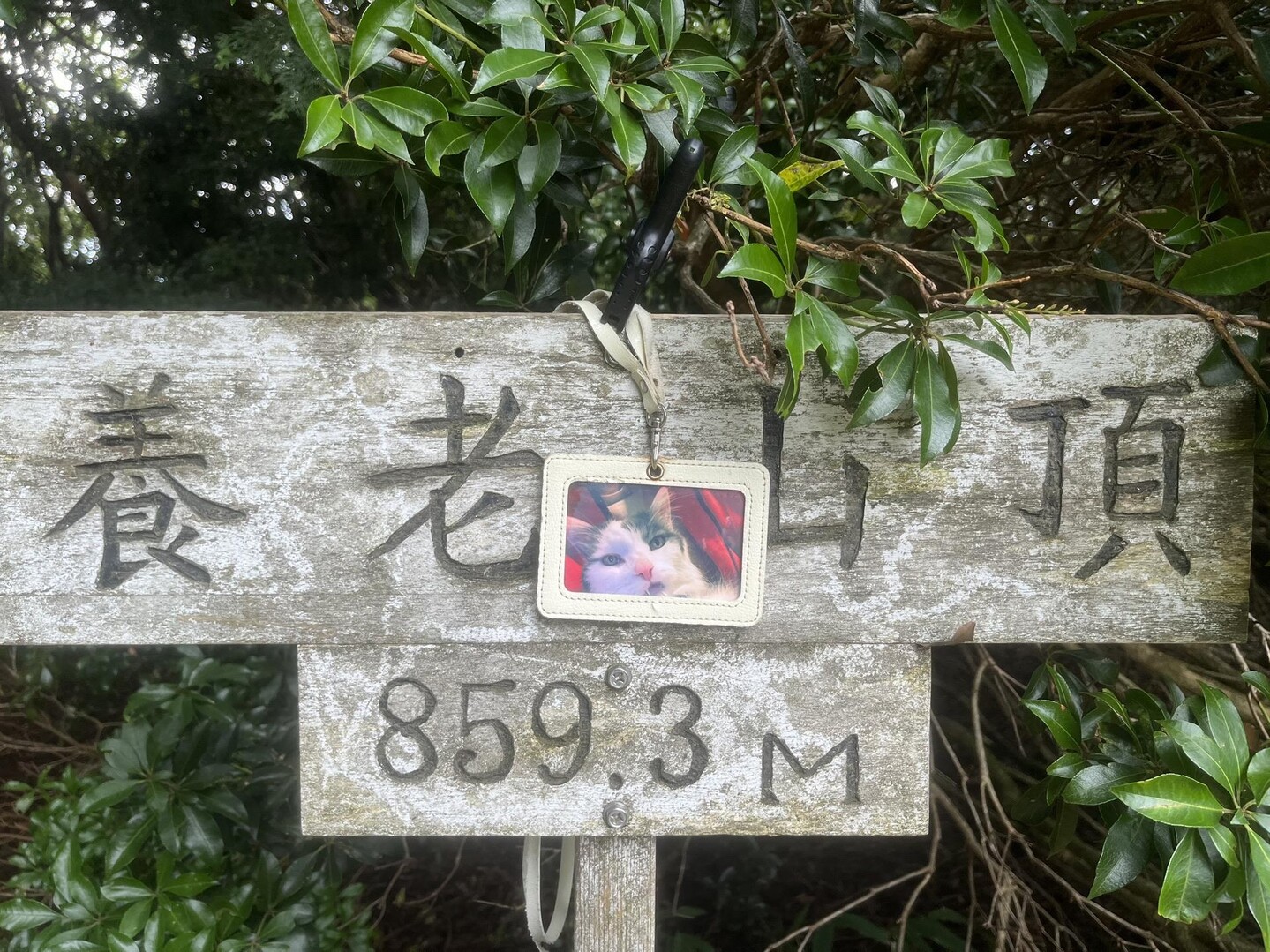 三方山・小倉山・養老山・なっくんと共にR5-30(通算185) / なっくんさんの養老山・笙ヶ岳・三方山の活動データ | YAMAP / ヤマップ