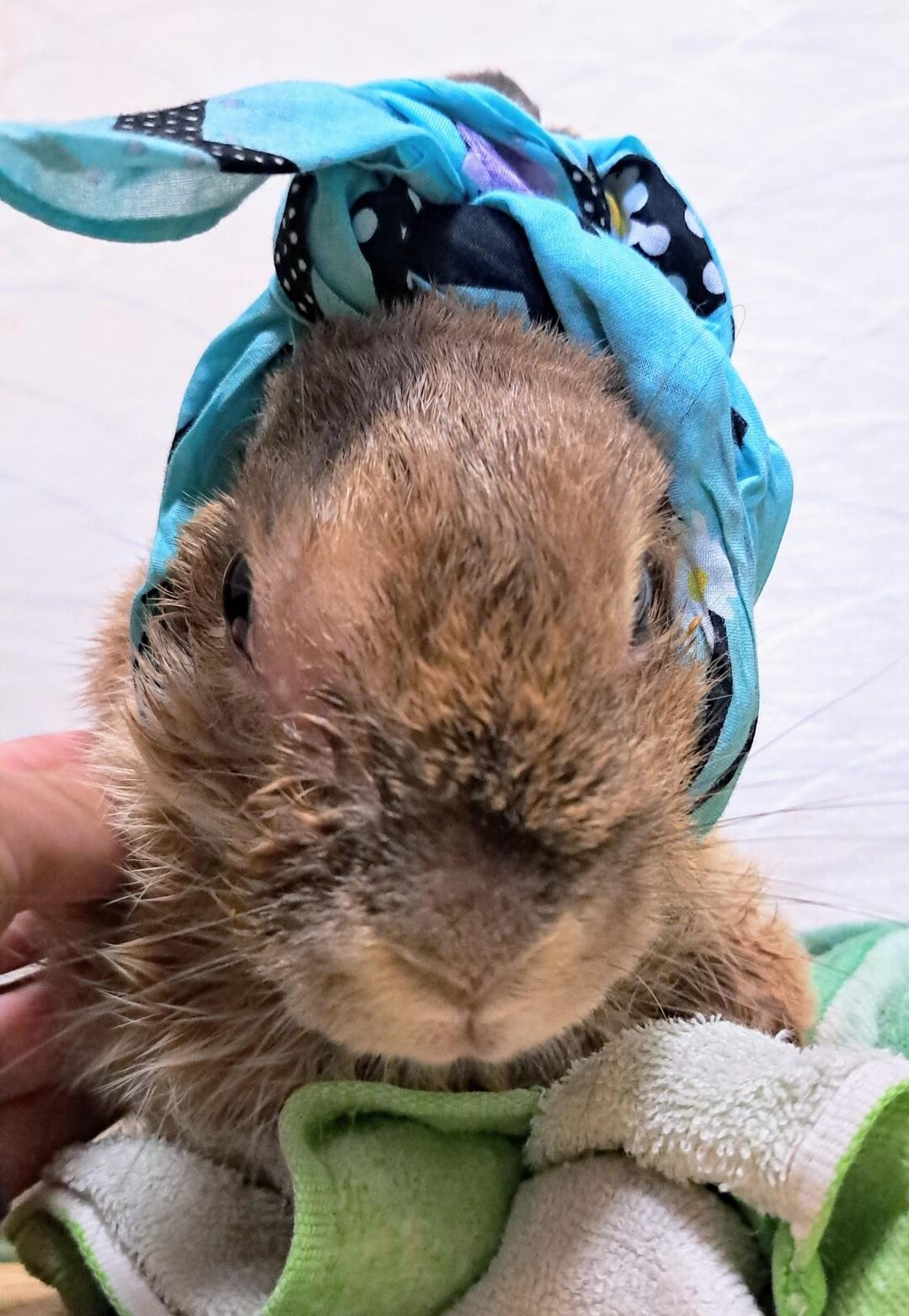 我が家のウサギ🐇 息子が小学3年生の時... / 🌻rieちゃん🌻🐇さんのモーメント | YAMAP / ヤマップ