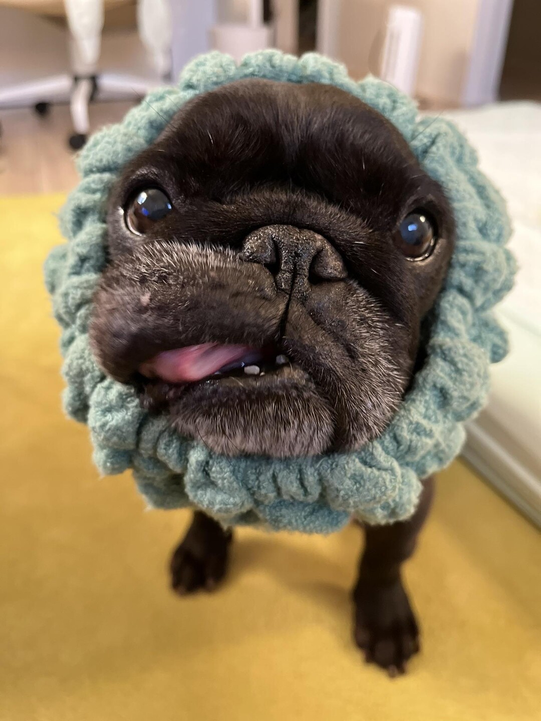 愛しすぎて 大事すぎて 大切すぎる子 ... / miiさんのモーメント | YAMAP / ヤマップ