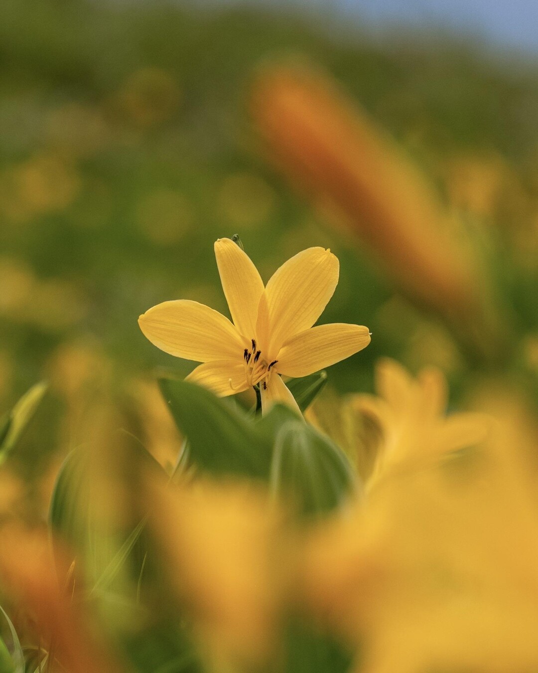 白木峰 / tatuさんの白木峰・小白木峰の活動データ | YAMAP / ヤマップ