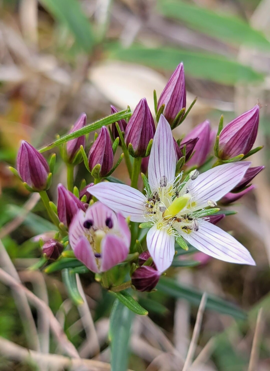深山・舩谷山 / hisashiさんの深山・掃雲峰の活動データ | YAMAP / ヤマップ