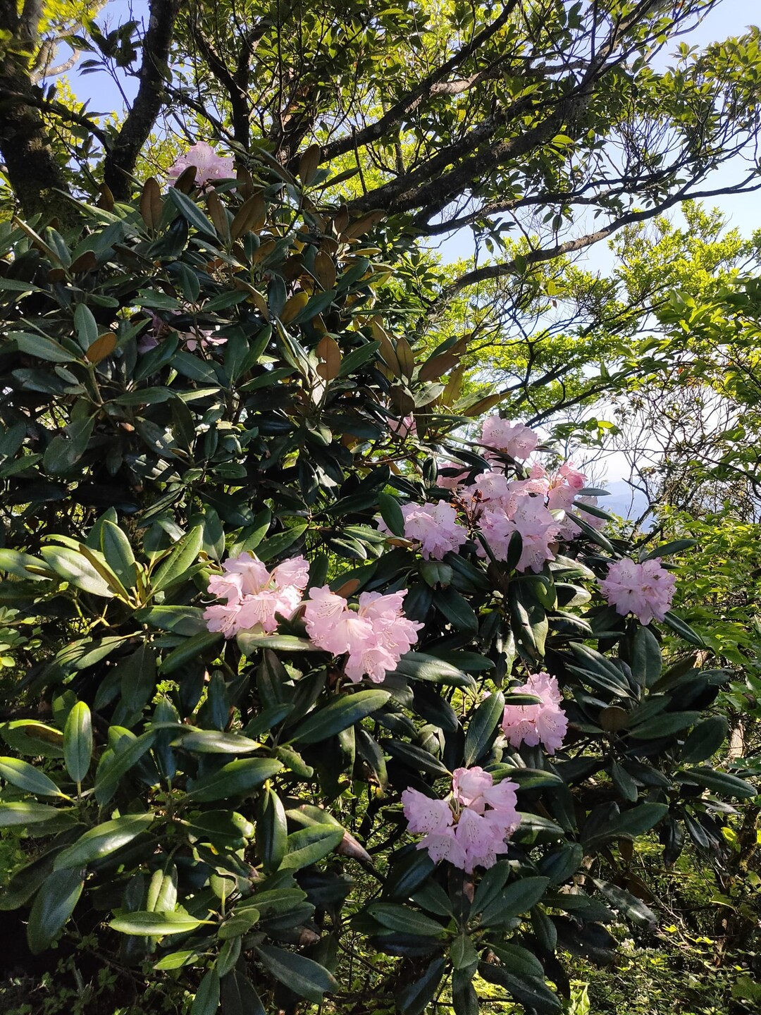 井原山・三瀬山・城ノ山・金山・猟師岩山・鬼ヶ鼻岩 / Gen-jiさんの脊振山・金山の活動データ | YAMAP / ヤマップ