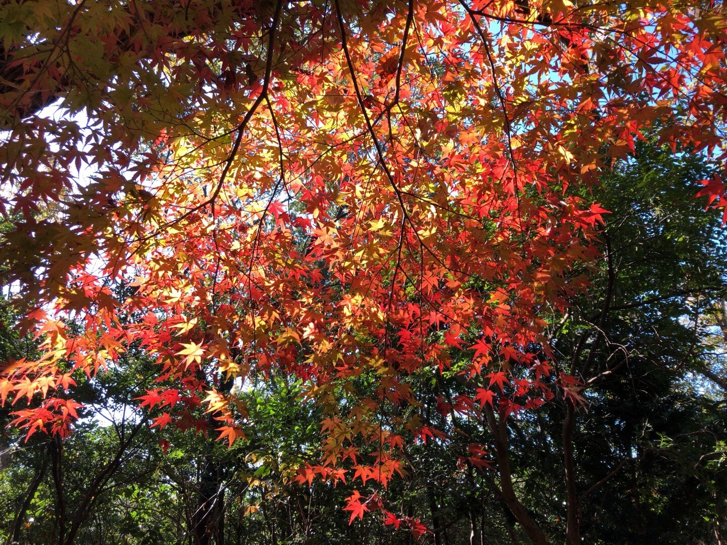 3回目！美浜オレンジラインHK / SAGさんの知多半島（任坊山・本宮山・鍋山）の活動データ | YAMAP / ヤマップ