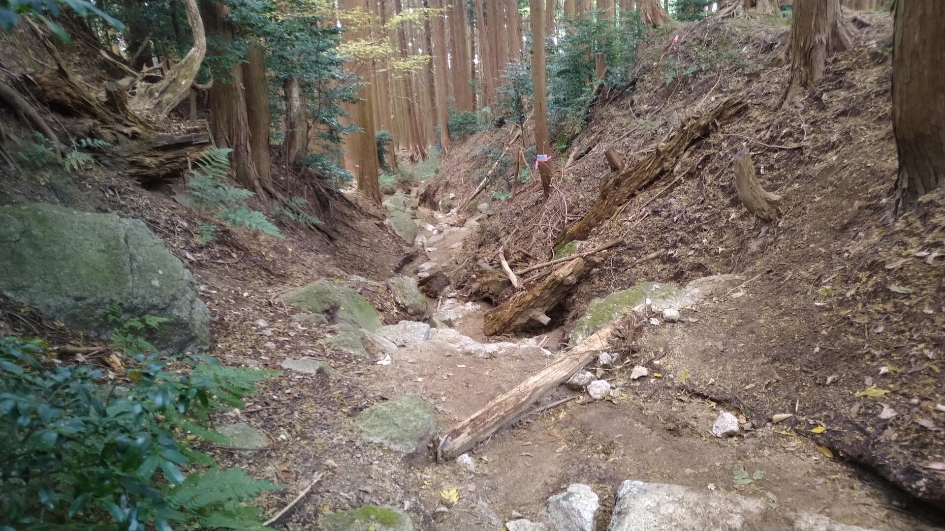 mksさんの投稿したフィールドメモ | YAMAP / ヤマップ