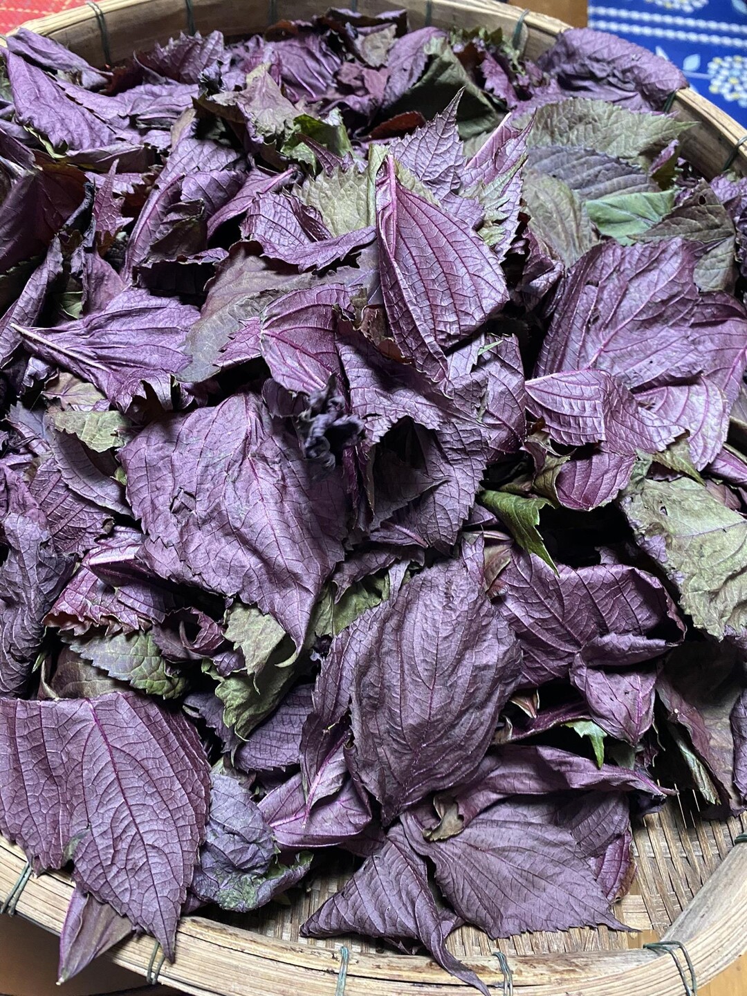 親戚の家に生えてた赤紫蘇貰ってきて 紫... / AZUMBOさんのモーメント | YAMAP / ヤマップ