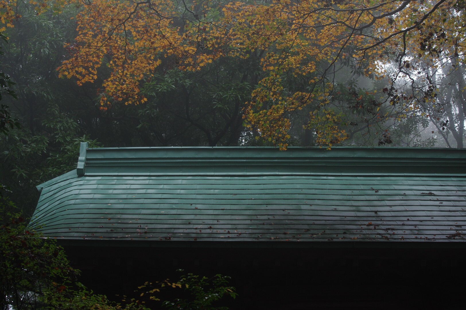 2022-11-13（日） 雨の極楽寺... / koroさんのモーメント | YAMAP / ヤマップ