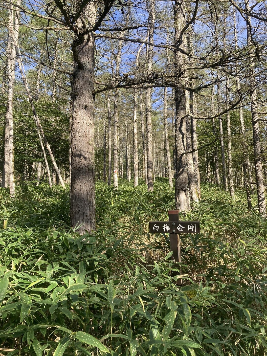 AKIさんの投稿したフィールドメモ | YAMAP / ヤマップ