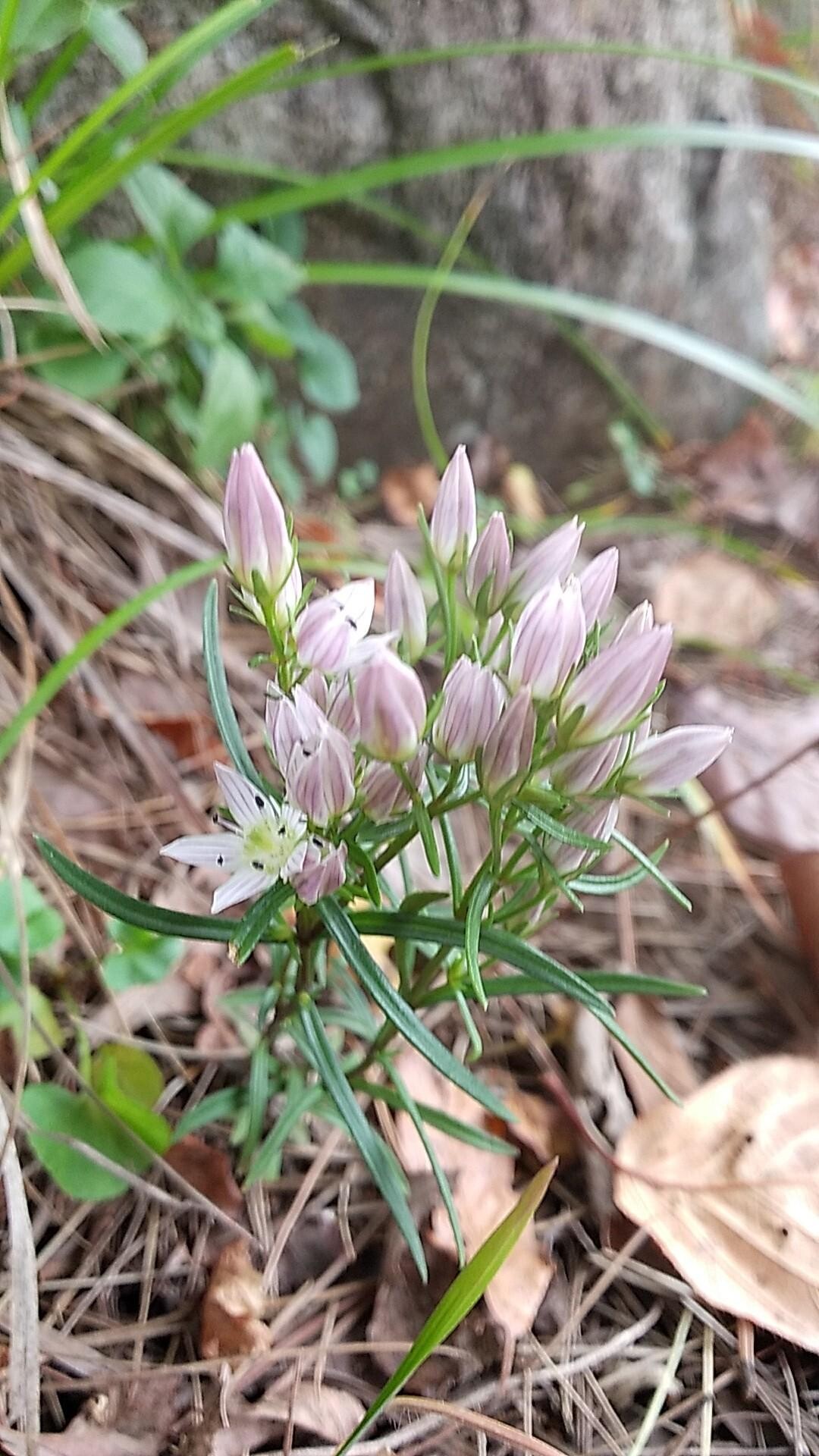 鬼ヶ岳 / opal糸さんの鬼ヶ岳の活動データ | YAMAP / ヤマップ