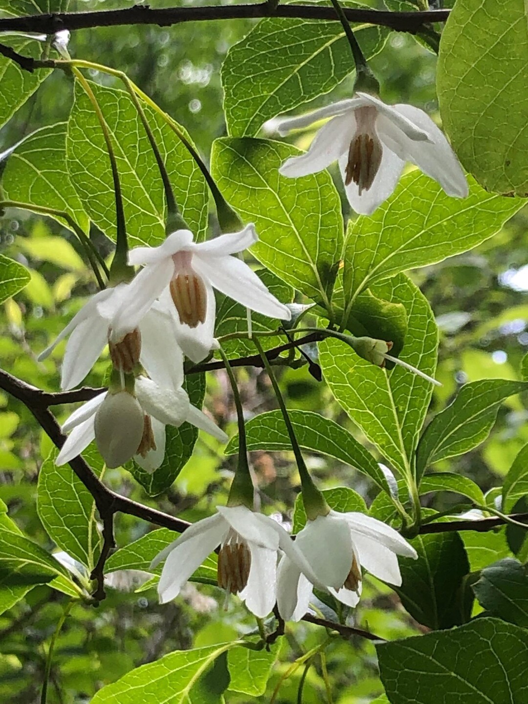 百々ヶ峰(西峰)の花散策 / yabuさんの百々ヶ峰・源太峰の活動データ | YAMAP / ヤマップ