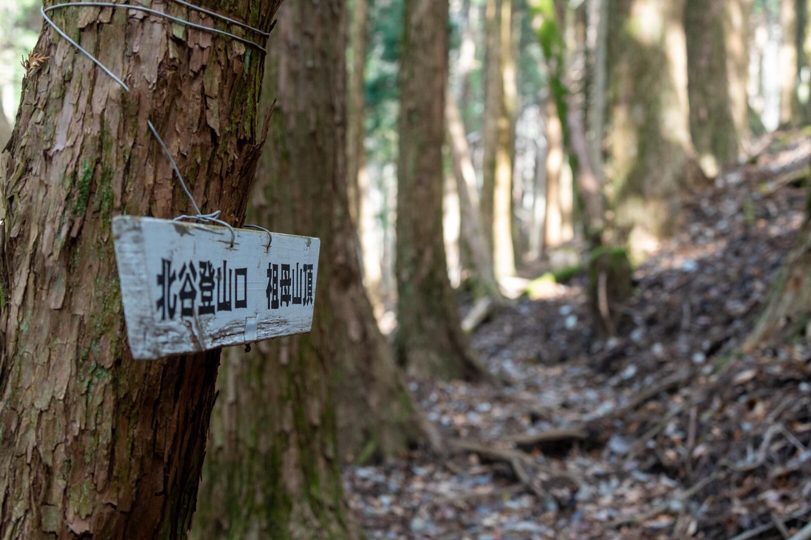 祖母山 / kinoさんの祖母山の活動データ | YAMAP / ヤマップ