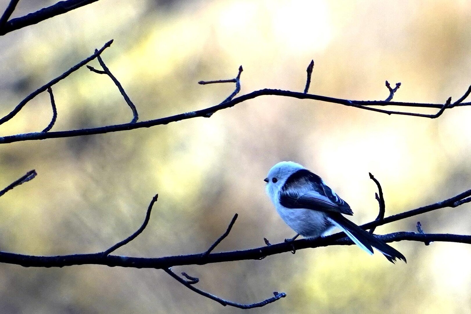 今週の野鳥🐦 11/5(日)〜10(金... / yosi＆ryoさんのモーメント | YAMAP / ヤマップ