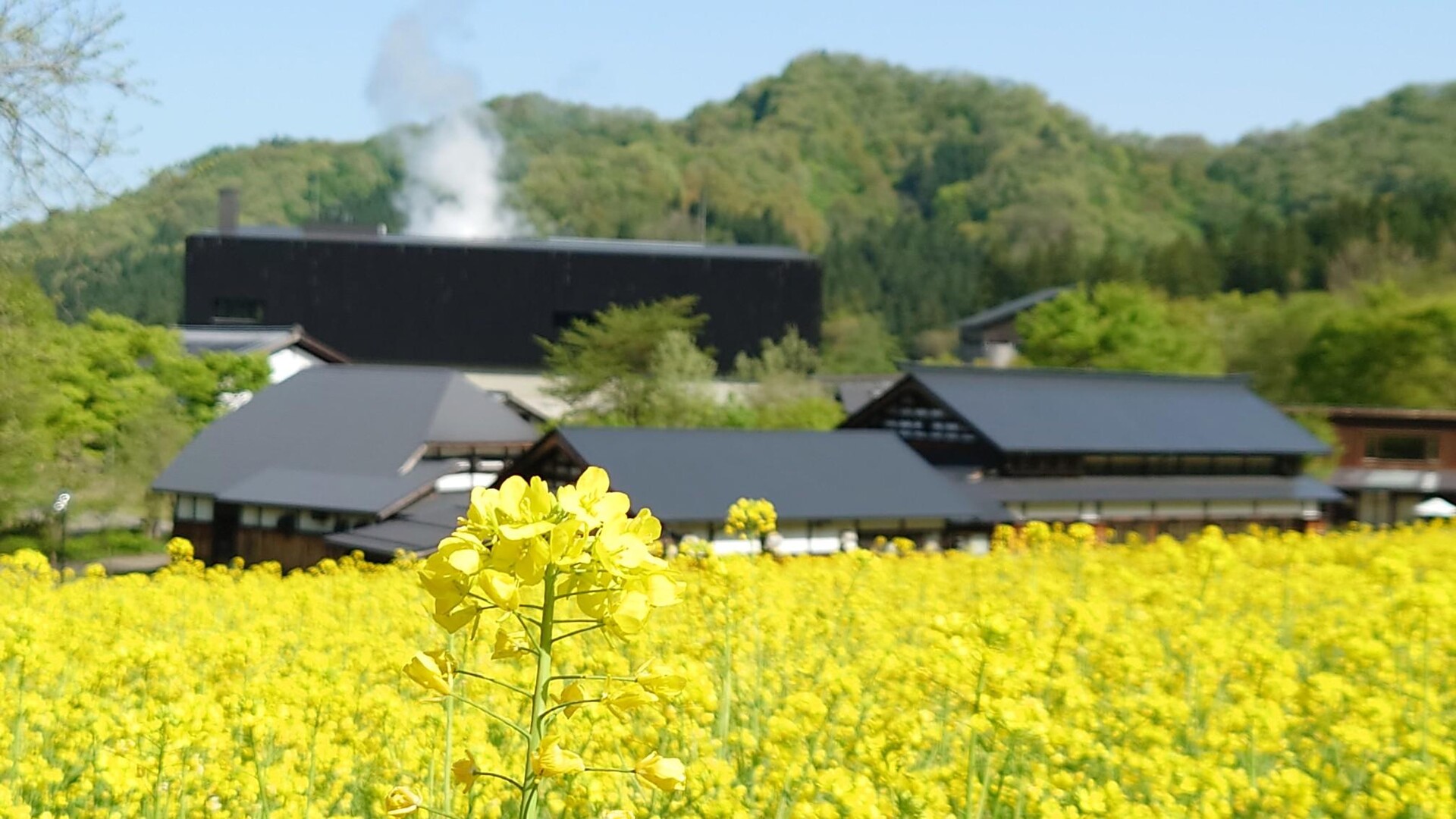 菜の花畑見頃です😃 @魚沼の里 / きてぃさんのモーメント | YAMAP / ヤマップ