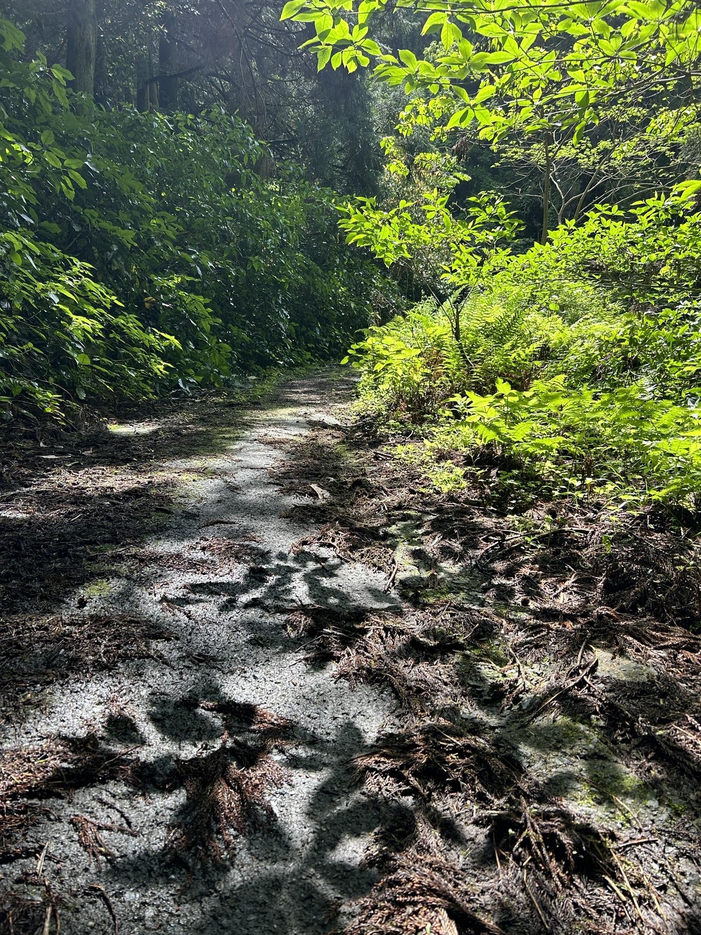 森林の日🌿5/20 十坊山/Mt.... / ryu_ich1さんのモーメント | YAMAP / ヤマップ