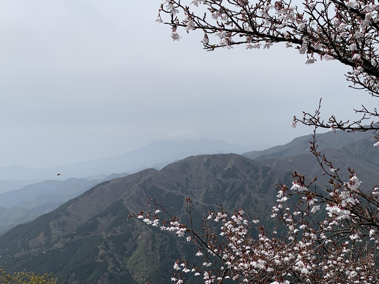 ㊗️50登THE BIG MOUNTAIN ⛰️ / ryuさんの大山の活動日記 | YAMAP / ヤマップ