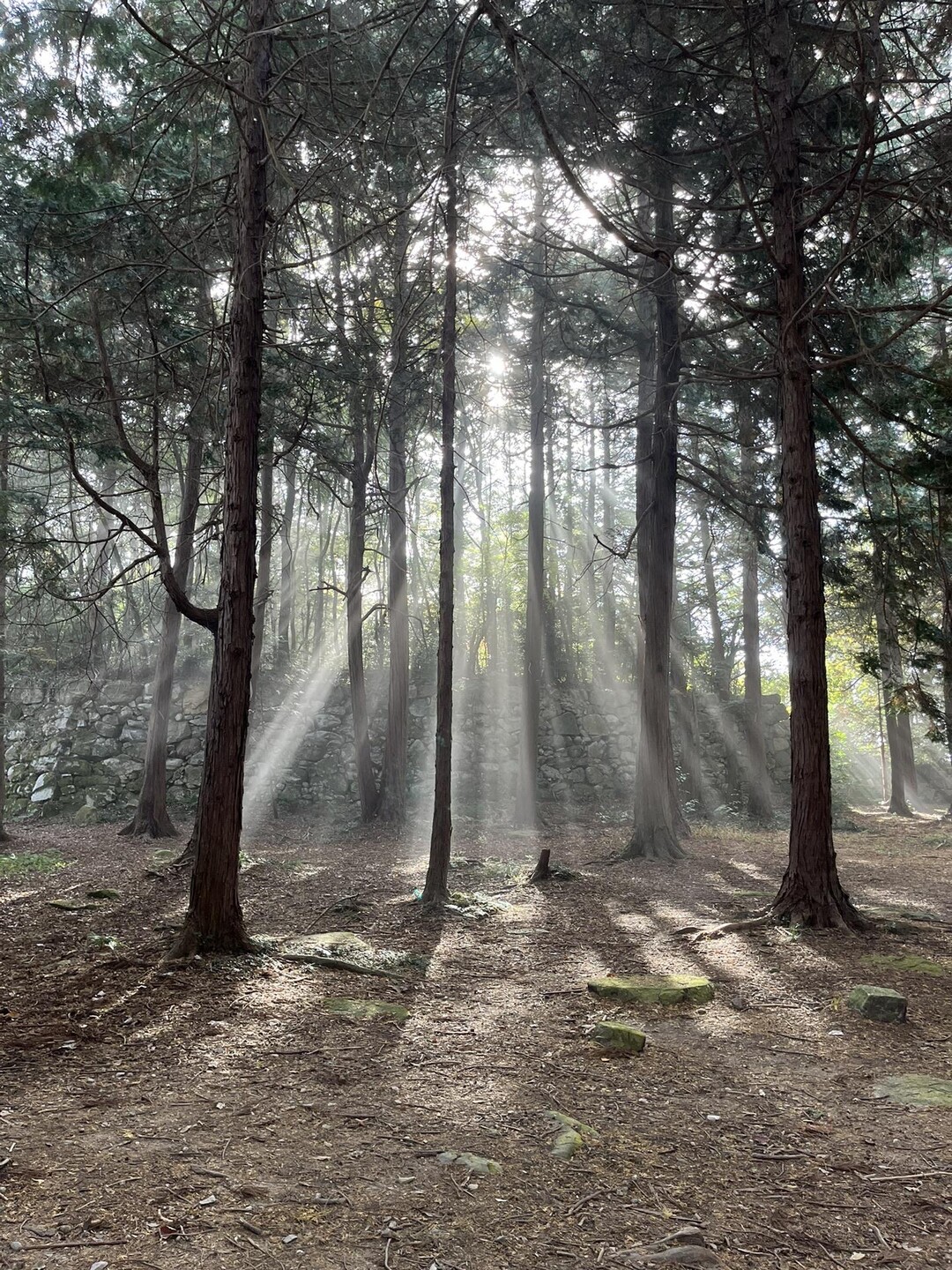 ウォーキング-2023-11-22 / ぽちなか3さんのウォーキングの活動データ | YAMAP / ヤマップ