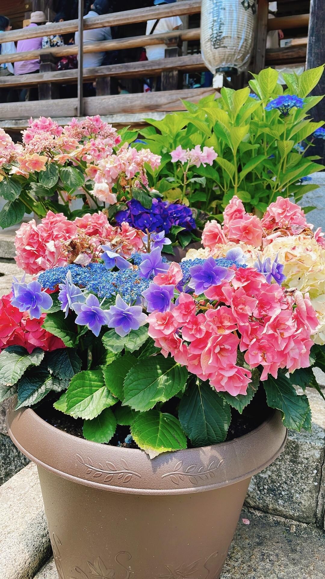 柳谷観音・善峯寺-2023-06-17 / silkoさんのポンポン山・釈迦岳・小塩山・若山の活動データ | YAMAP / ヤマップ