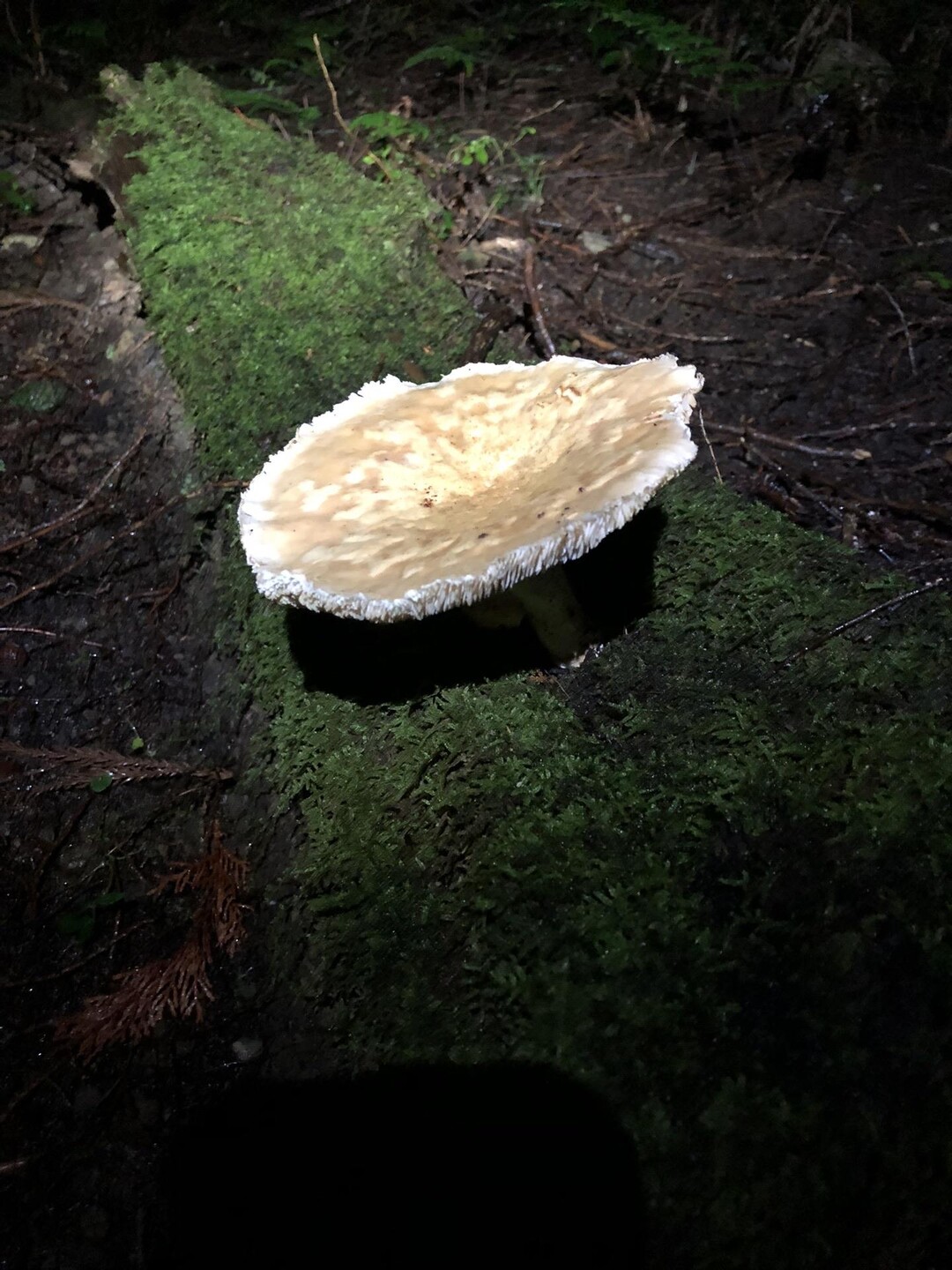 ASK🏃‍♂️本宮山⛰️54 / スカじいさんの本宮山・大日山・風頭山の活動データ | YAMAP / ヤマップ