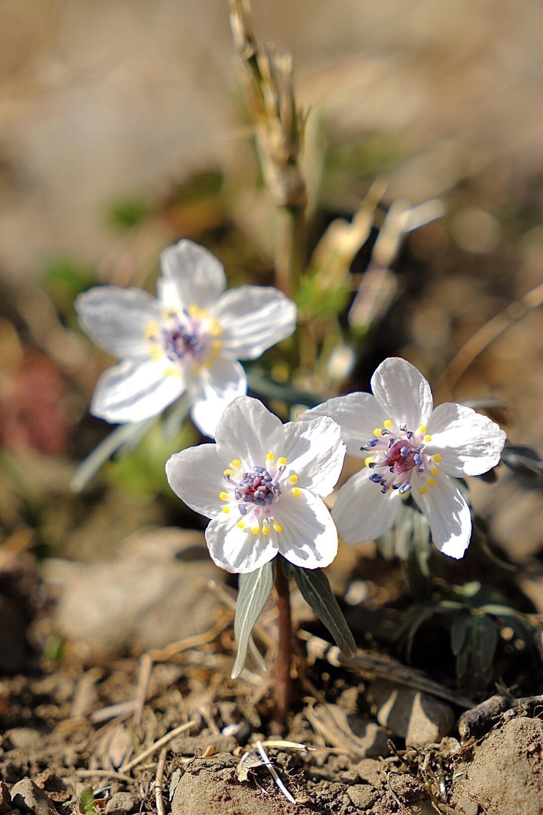 セツブンソウ鑑賞とついでに三峰山登山 / MJさんの三峰山の活動データ | YAMAP / ヤマップ