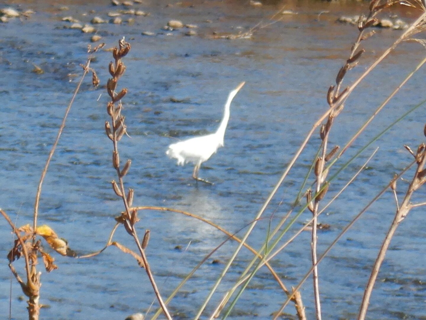 入間川にもサギ？が増えた！ 2羽が睨み合... / ken-3さんのモーメント | YAMAP / ヤマップ